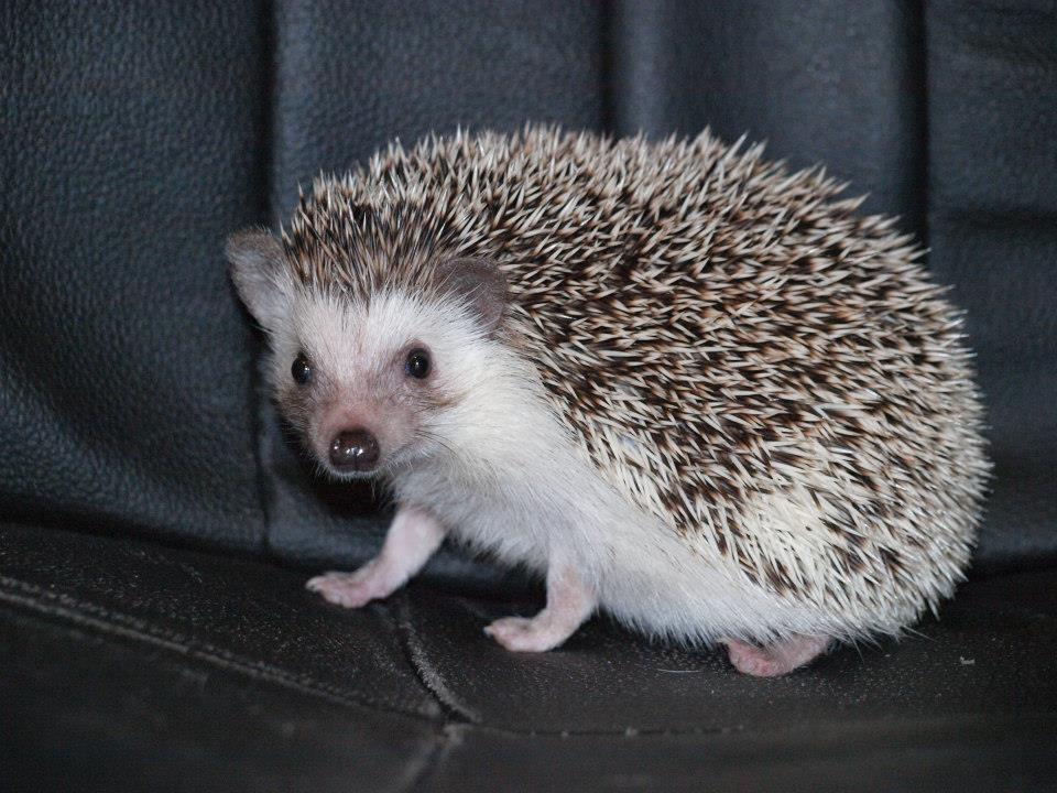 Hedgehogs For Sale! 100% Healthy And 100% Trained For Families